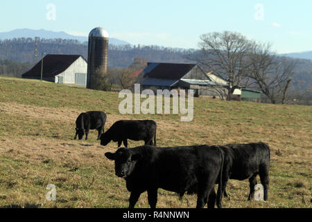 Cattle farm in Tennessee, USA Stock Photo - Alamy