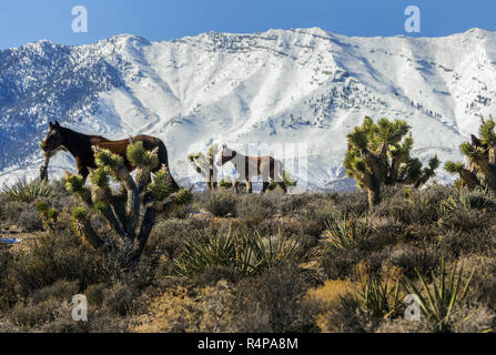 Cold Creek, Nevada, USA. 28th Mar, 2015. A wild stallion looks to mount ...