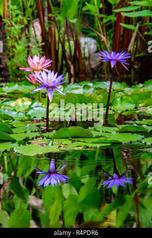 Pink water lily with purple flowers bloom on lake background Stock ...