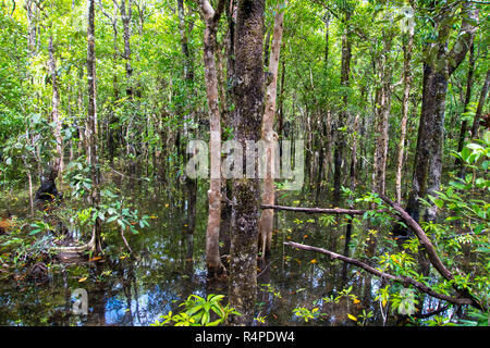 Mangrove swamp in Queensland Australia Stock Photo - Alamy