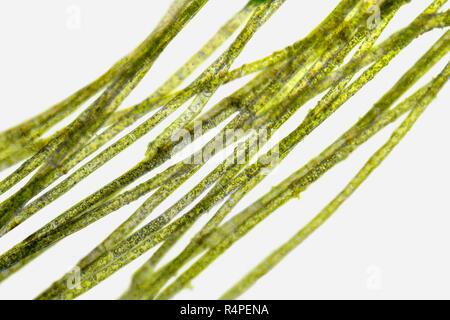 microscopic zygnema algae detail Stock Photo - Alamy