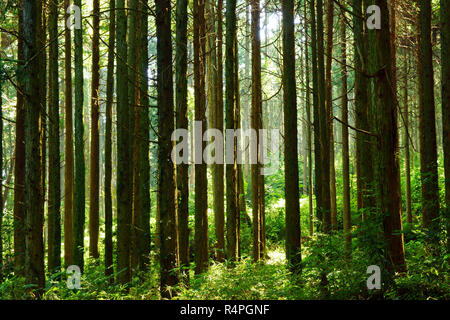 Relax in Forest Stock Photo - Alamy