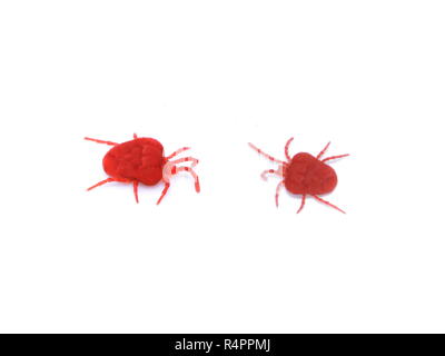 Red velvet mite on white sheet of paper. Macro shooting of velvet ...