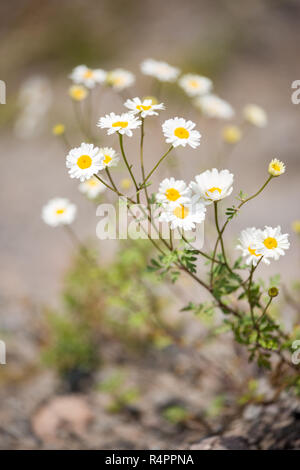 Glade yellow-white forest daisies on a bright Sunny day Stock Photo - Alamy
