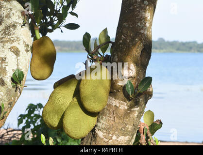 Jackfruit (Artocarpus heterophyllus) grow beside Lake Victoria. Entebbe ...