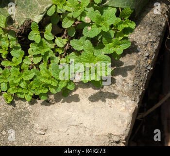 Menthol cigarettes and fresh mint leaves on white background Stock ...