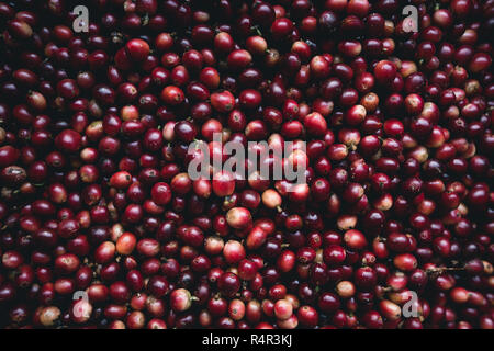 cherry coffee Good quality red coffee beans exuberant coffee tree Stock ...