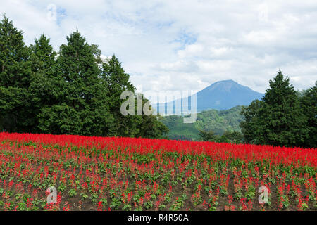 Red Salvia farm and mountain Stock Photo - Alamy