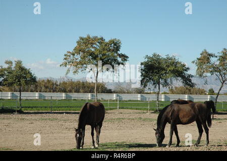 scvhwarzes,spanish thoroughbred horse Stock Photo - Alamy