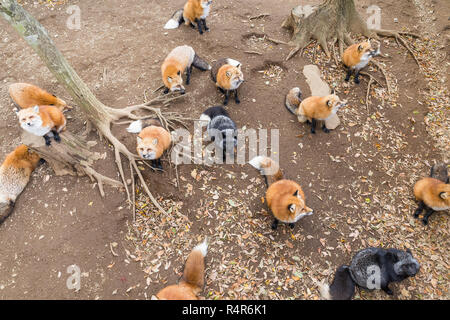 Black fox wait for food Stock Photo - Alamy