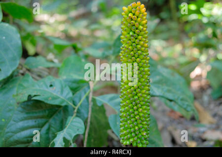 Flower of Elephant foot Yam or Amorphophallus paeoniifolius Stock Photo ...