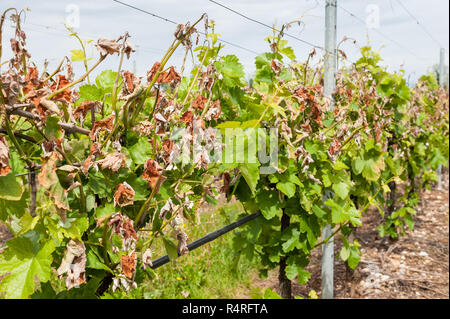 Damage on a vineyard, hit by a late frost in spring Stock Photo - Alamy