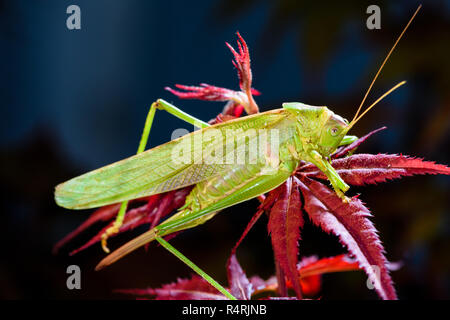 Green grasshopper sleeping at night on red maple tree Stock Photo - Alamy