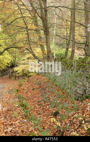 View of footpath leading to Goit Stock Waterfalls, Harden, West ...