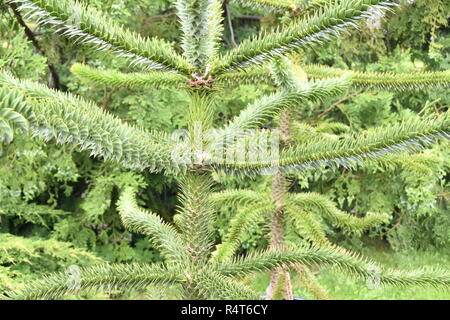 Closeup of a branch of a monkey puzzle tree Stock Photo - Alamy