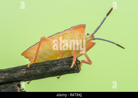 marco photography-Eurostus validus Stock Photo - Alamy