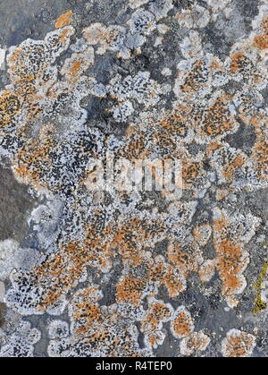 Porpidia lichen on a stone Stock Photo - Alamy