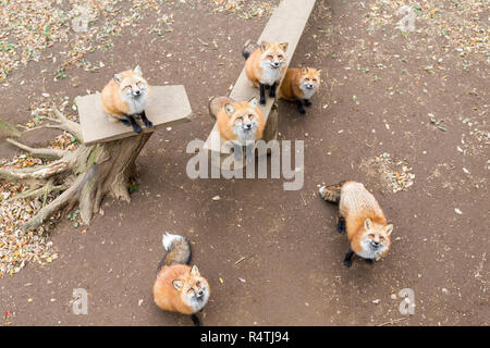 Group of Fox looking up and waiting for food Stock Photo - Alamy