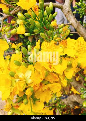 Yellow Mai Flower (Hoa Mai), the blossom is considered the ...