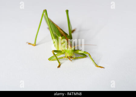 Grasshopper cleaning its feeler, isolated on white Stock Photo - Alamy