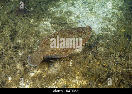Lemon sole (Microstomus kitt) swim over the seaweed Stock Photo - Alamy