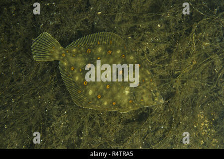 European plaice (Pleuronectes platessa) camouflaged on sandy sea bottom ...