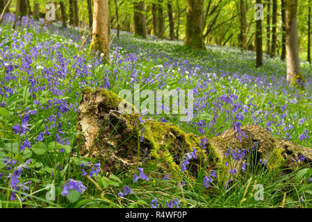 Carpets of bluebells and wild garlic along the Longwood Nature Trail ...