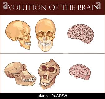 Evolution of the brain vector illustration Stock Vector Image & Art - Alamy
