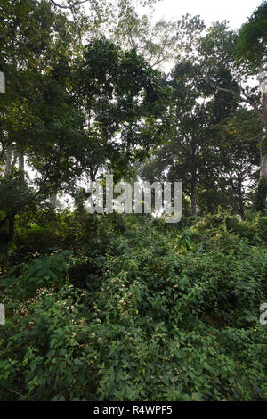 Buxa Tiger Reserve of Buxa National Park in Jalpaiguri district of West ...