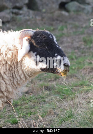 Nasal Bot Fly Causing Nasal Discharge & Respiratory Problems in a Sheep ...