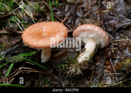 Lactarius torminosus, known as the woolly milkcap or the bearded ...