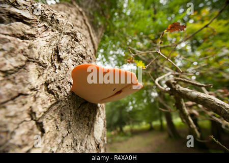 Beefsteak fungus (Fistulina hepatica) on oak tree in deciduous woodland ...