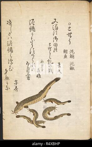 A fish Image taken from Umi no sachi (The Bounty of the Sea) Published ...