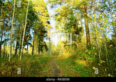 Autumn forest landscape. The path extends into the distance Stock Photo ...