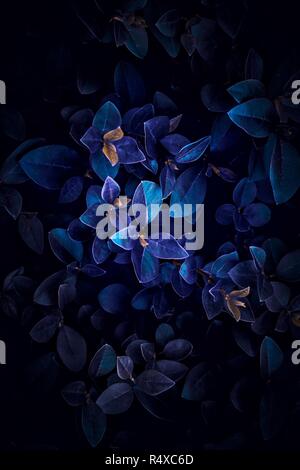blue plants leaves texture Stock Photo - Alamy