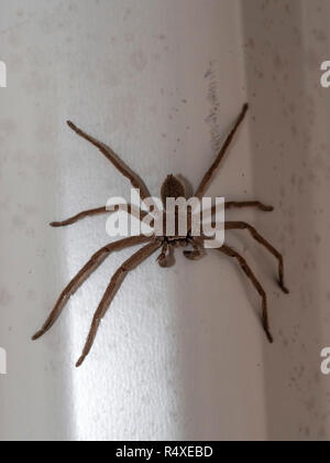Huntsman Spider (Holconia montana Stock Photo - Alamy