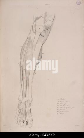 An anatomical drawing of a leg showing the bones and muscles Stock ...
