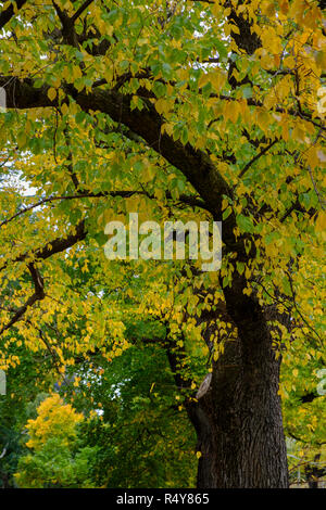 Autumn Colours, Royal Parade, Melbourne Stock Photo - Alamy