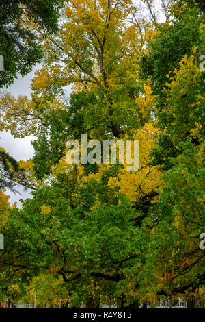 Autumn Colours, Royal Parade, Melbourne Stock Photo - Alamy