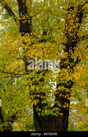 Autumn Colours, Royal Parade, Melbourne Stock Photo - Alamy