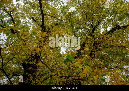 Autumn Colours, Royal Parade, Melbourne Stock Photo - Alamy