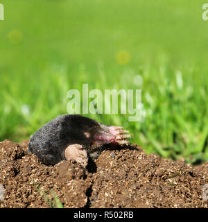 garden conservation of nature mole gardens insectivore insectivorous ...