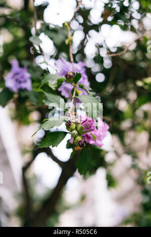 Pink flowers of Hibiscus syrian close-view Stock Photo - Alamy