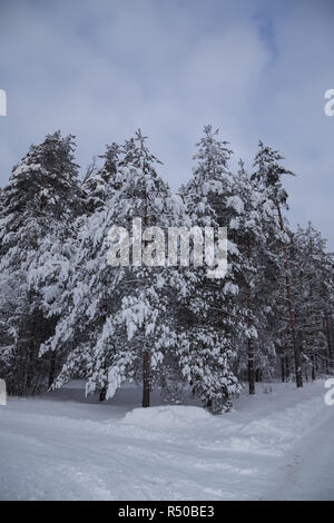 Russian forest. All Seasons. Winter Stock Photo - Alamy