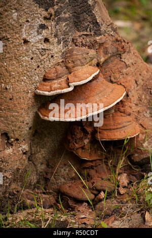 Southern Bracket, Ganoderma australe = G. adspersum - bracket fungus on ...