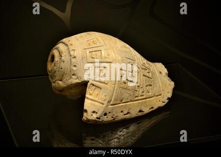 Pututu - Conch shell used as a musical instrument - Museum ...