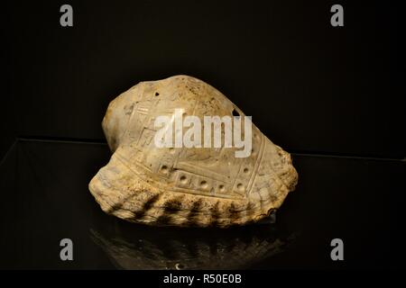 Pututu - Conch shell used as a musical instrument - Museum ...