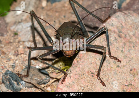 Armoured Ground Cricket, Acanthoplus longipes, Namibia Stock Photo - Alamy