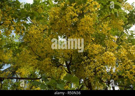 Golden shower tree also known as Indian Laburnum, Sonalu, Sonali ...
