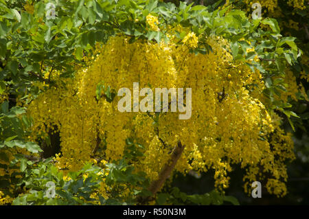 Golden shower tree also known as Indian Laburnum, Sonalu, Sonali ...